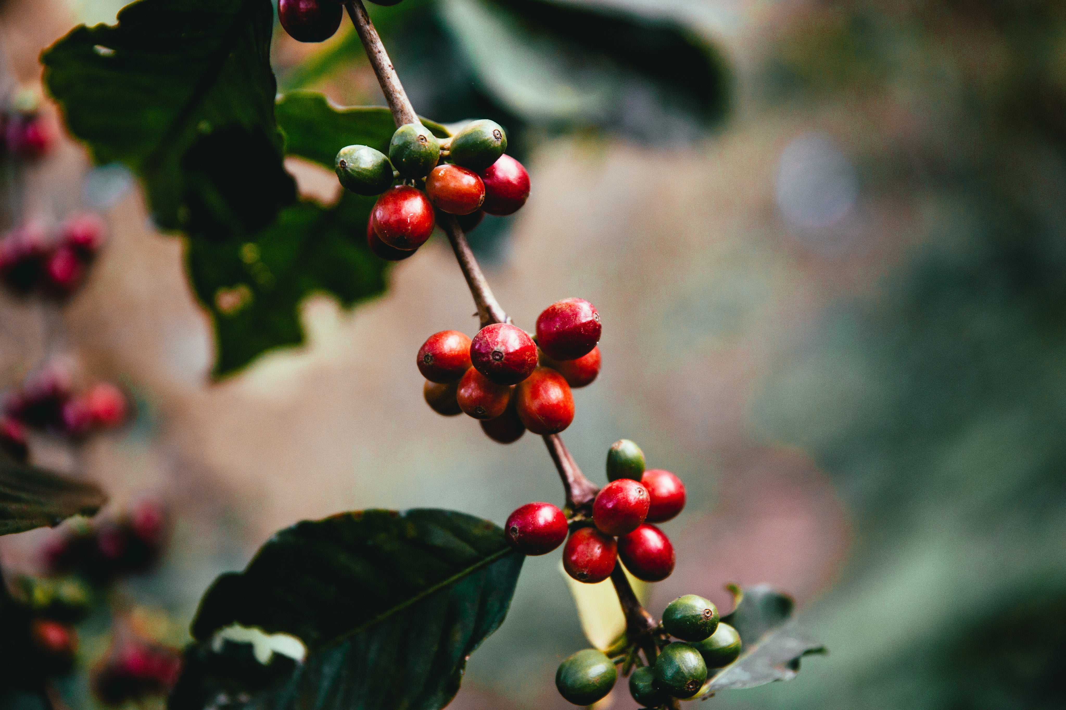 TWENTY FOUR KARAT, SEASONAL BLEND – Jitterz Coffee Roasters